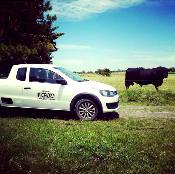 Pasto Ovillo - Semillas Picasso (Dactylis glomerata) forrajes